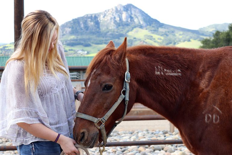 Meet the students who care for Musty the Mustang, Cal Poly's live ...