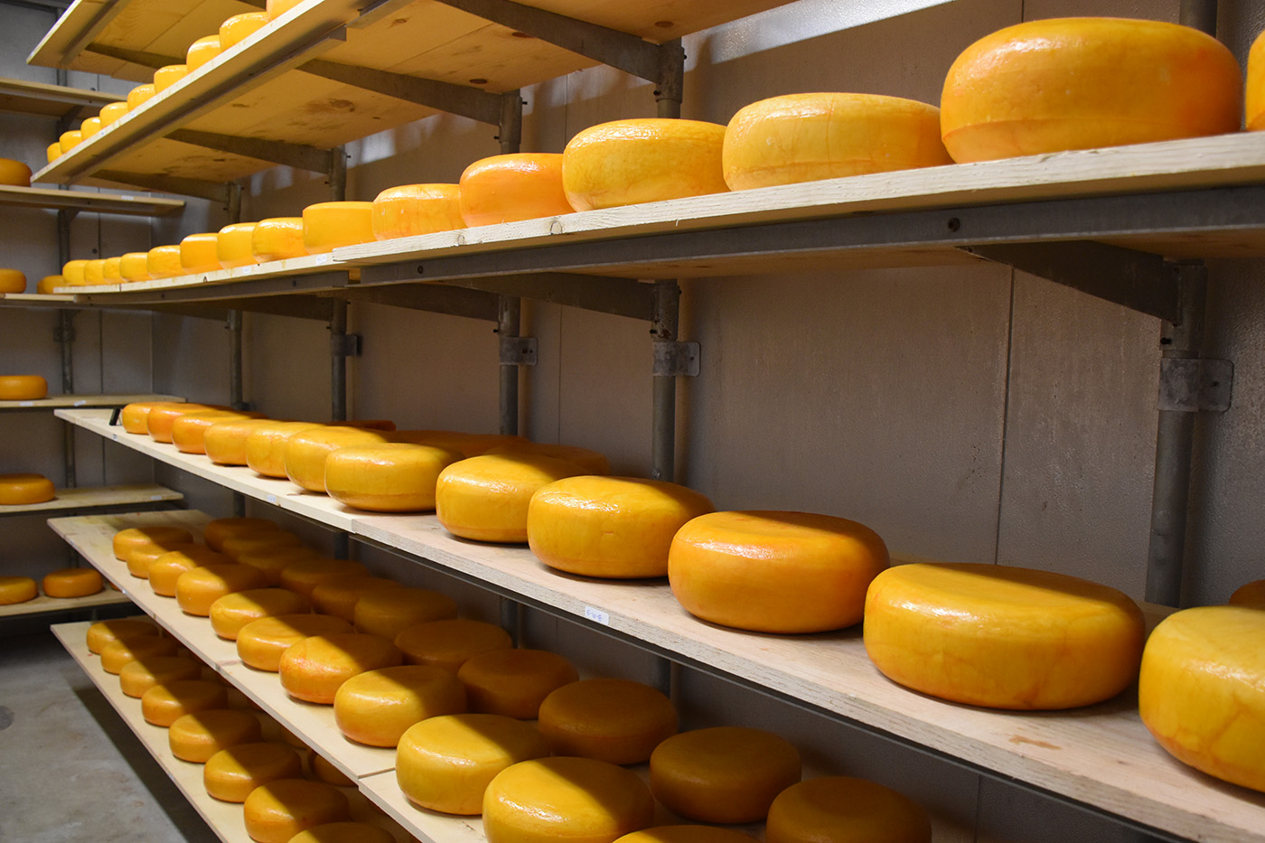 Cal Poly is gouda making cheese: Student-run creamery takes home 2 ...