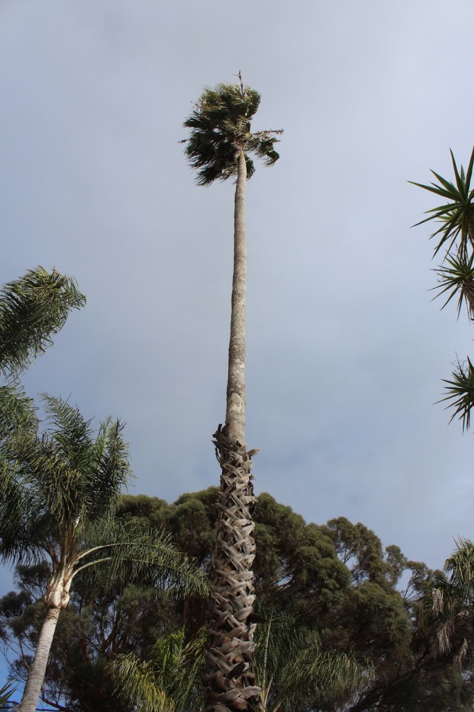 50 years in the making: The past, present and future of Cal Poly’s ...