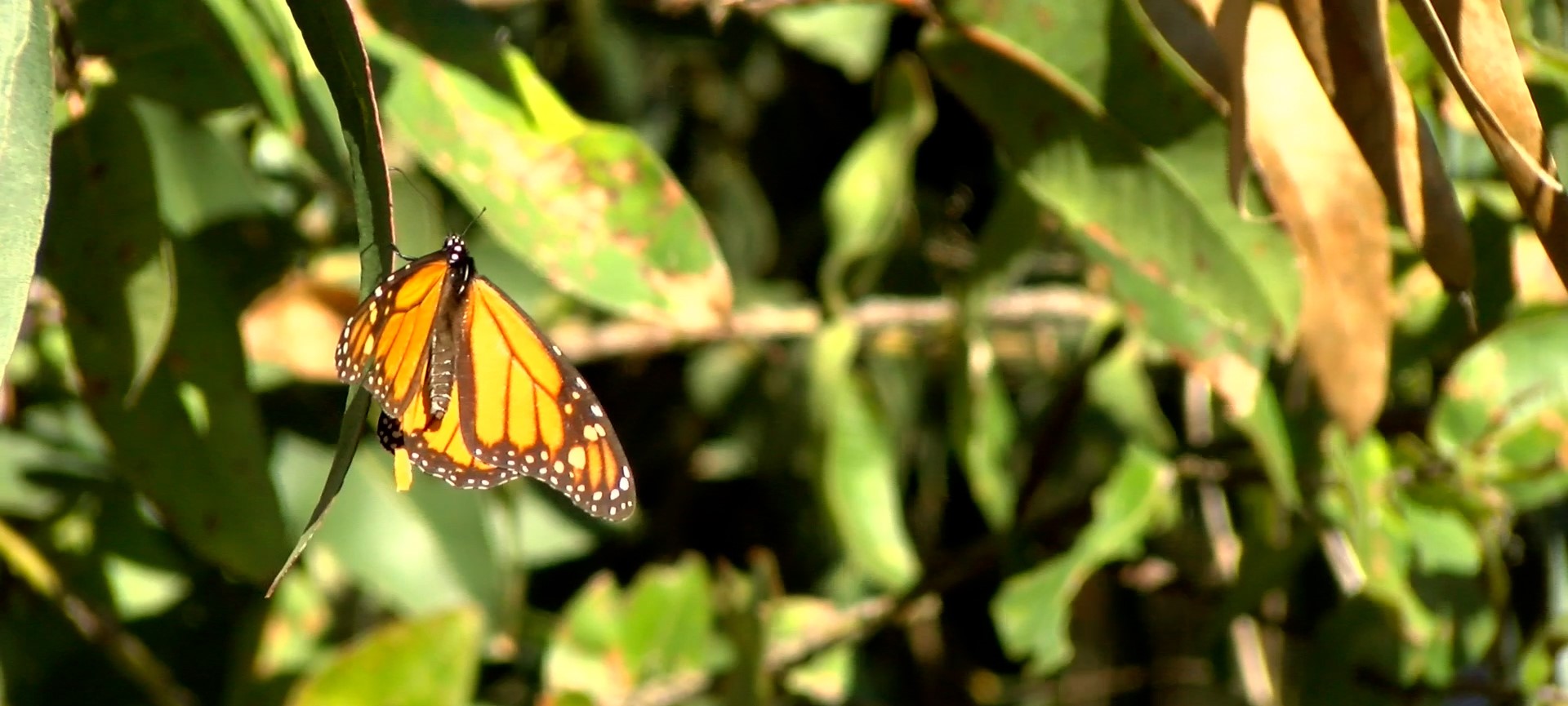 Butterfly sanctuary provides shelter to insects, community for humans ...