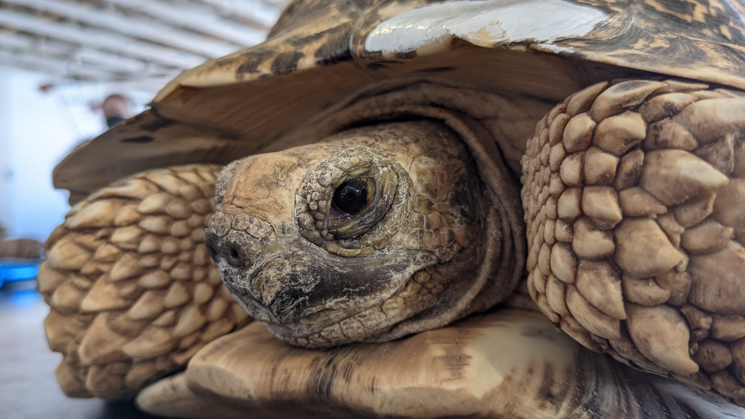 Cal Poly leopard tortoise colony looks to build new home - Mustang News