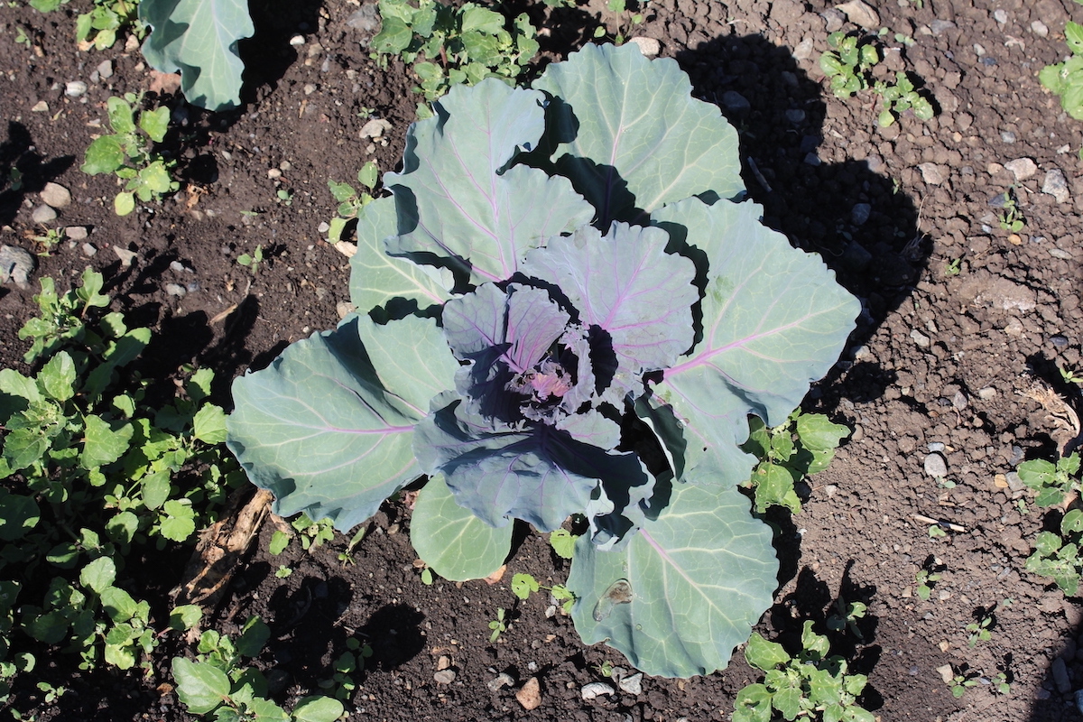 Growing together: Meet the team behind Cal Poly's Organic Farm ...