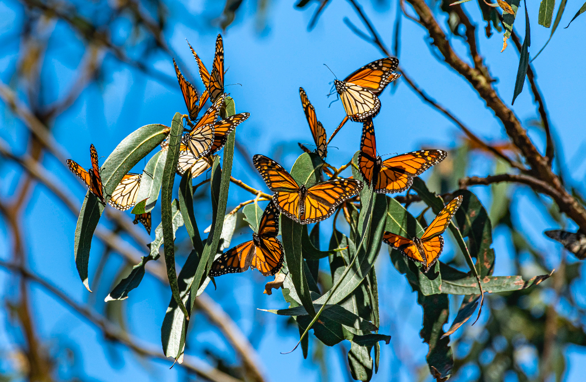 Nature’s Hollywood species needs help - Mustang News